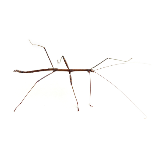 COMMON WALKING STICK "DIAPHEROMERA FEMORATA" COMING SOON – Invertebrays