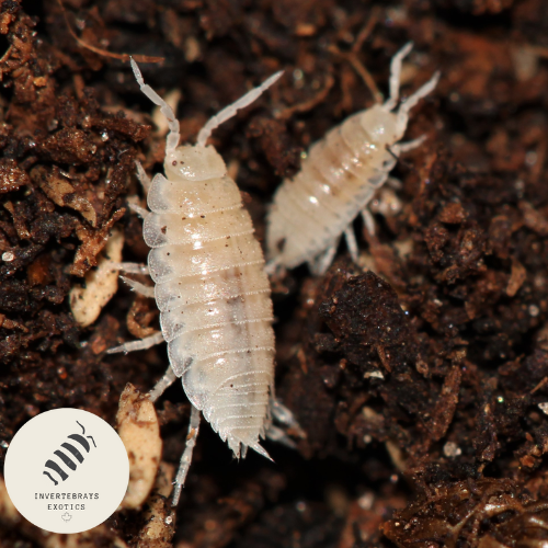 DWARF WHITE ISOPODS "TRICHORINA TOMENTOSA" – Invertebrays